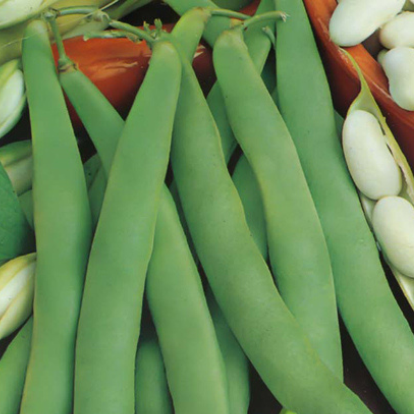 Fagiolo rampicante Schiaccione - Vico Verde